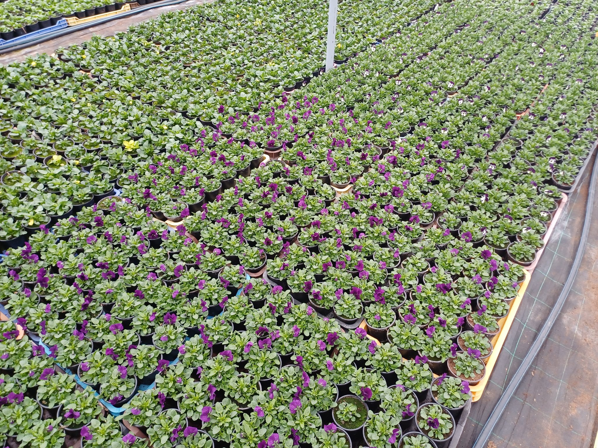 Új virágültetési koncepcióval várja a tavaszt az Újpesti Városgondokság ...