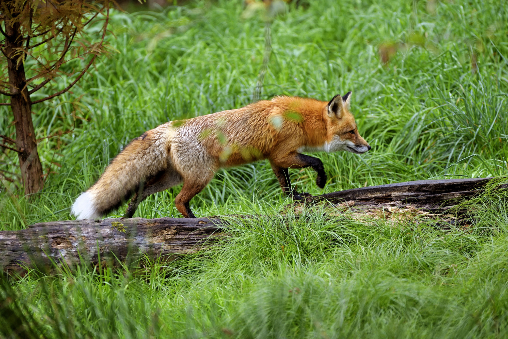 Rókák Újpesten – hogyan viselkedjünk, ha szembejönnek velünk? – Újpest ...